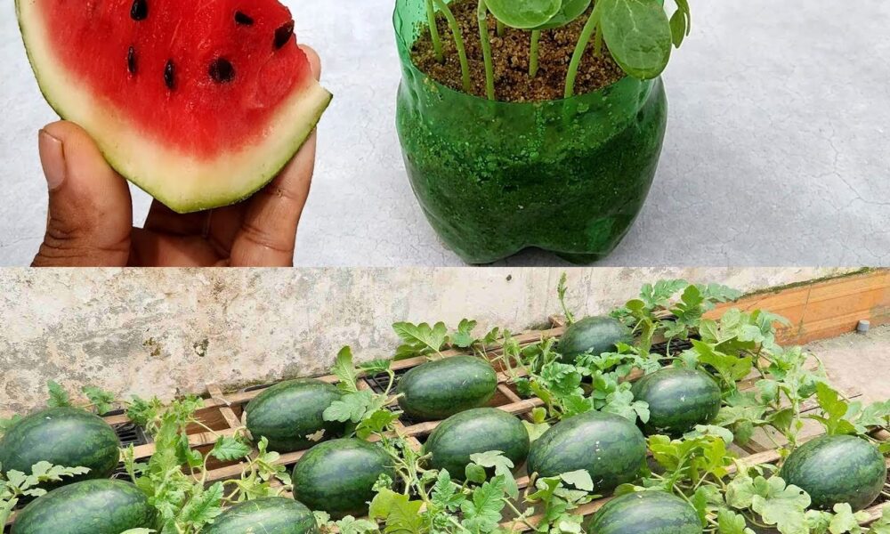 How to Grow Watermelons in Pots