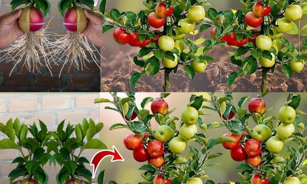 How to grow an apple tree starting from a seed, and obtain a plant full ...